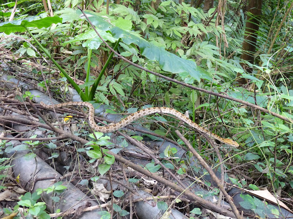 Taiwan Habu | Project Noah