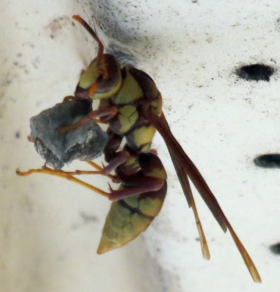 Social wasp/paper wasp | Project Noah
