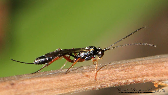 Ichneumon Wasp | Project Noah