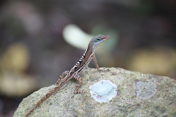 Brown Anole | Project Noah