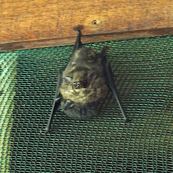 Lesser Sac-winged Bat or Lesser White-lined Bat | Project Noah