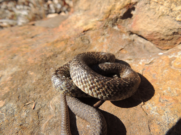Eastern Yellow-Bellied Racer | Project Noah