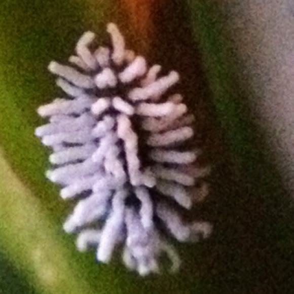 Mealybug Destroyer larva | Project Noah