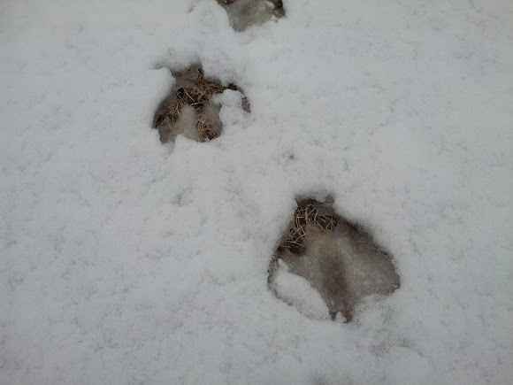 Canada goose (tracks) | Project Noah