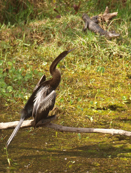 Anhinga (Snake Bird) | Project Noah