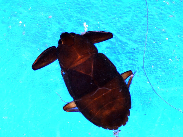 Creeping Water Bug | Project Noah