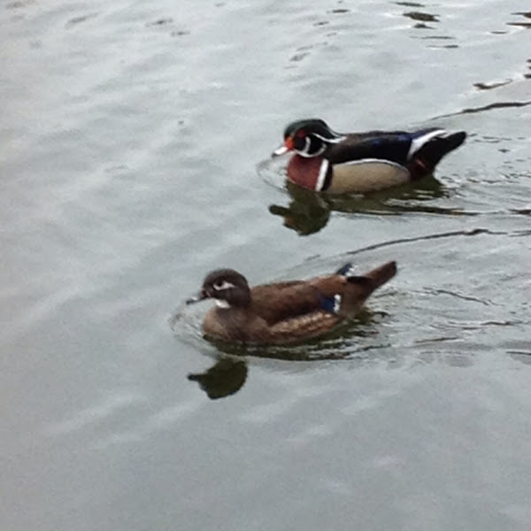 Wood Duck | Project Noah