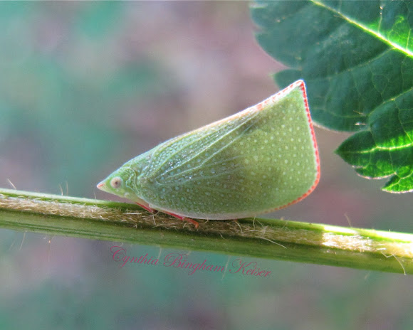 Torpedo Bug | Project Noah