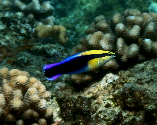 Hawaiian Cleaner Wrasse | Project Noah