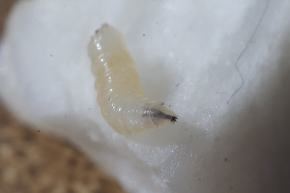 Carrot fly larvae | Project Noah