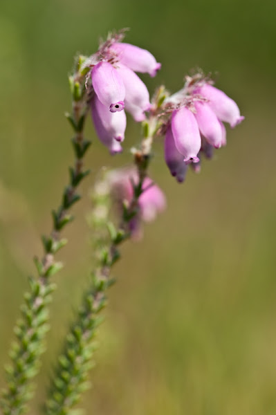 Erica | Project Noah