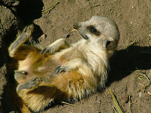 Meerkat | Project Noah