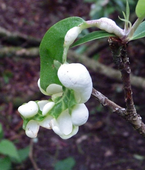 Azalea leaf gall | Project Noah
