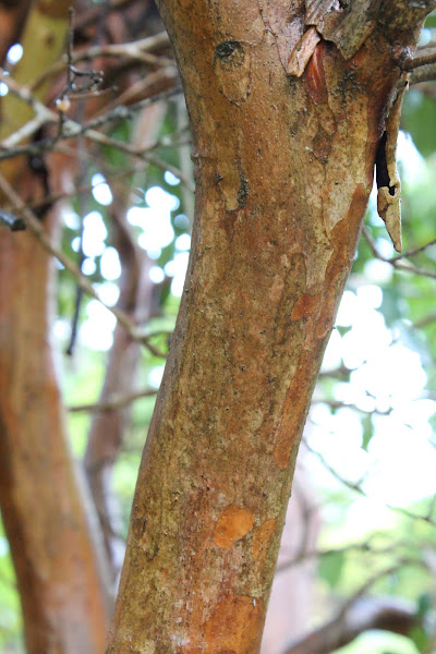 Strawberry Guava | Project Noah