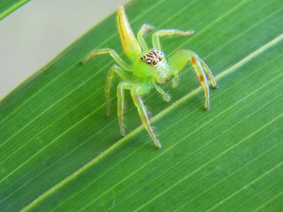 green jumping spider | Project Noah