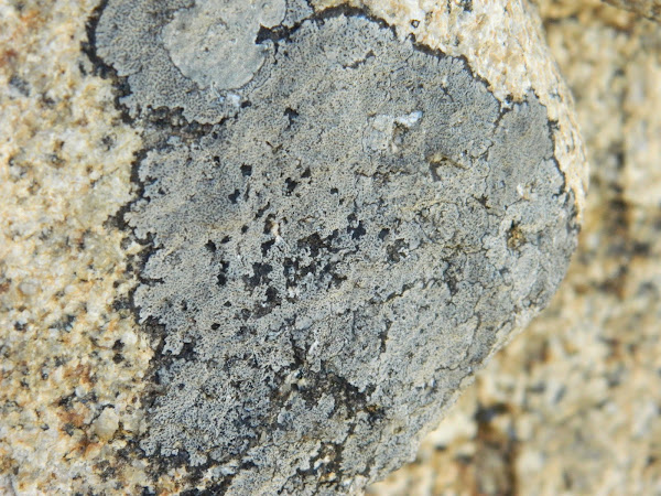 Fuscídea | Project Noah