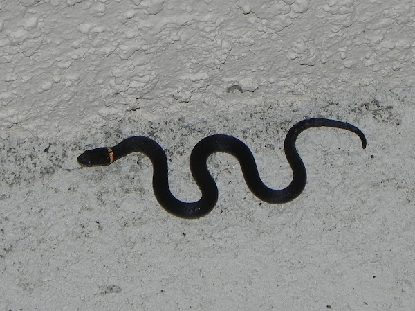 Southern Ring-necked snake (hatchling) | Project Noah
