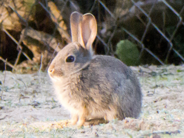 Rabbit | Project Noah