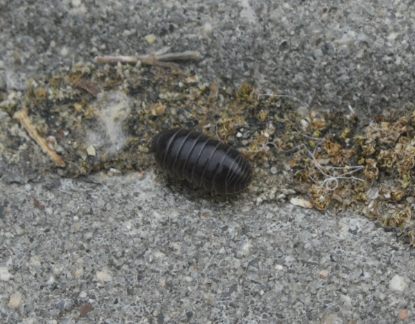 Bicho da contas | Project Noah