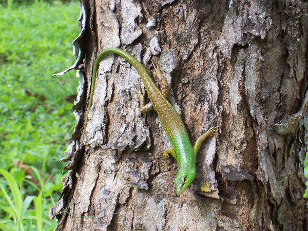 Philippine Spotted-Green Tree Skink | Project Noah