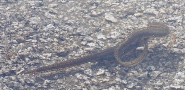 Eastern Newts (Adults mating) | Project Noah