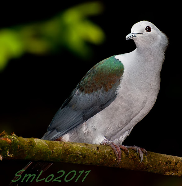Grey Imperial Pigeon . | Project Noah
