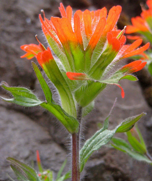 Common Red Paintbrush | Project Noah