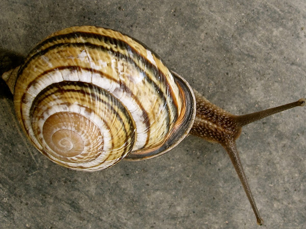 Striped Snail | Project Noah