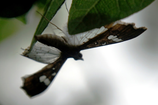 Bean Pod Borer Moth or Legume Pod Borer Moth | Project Noah