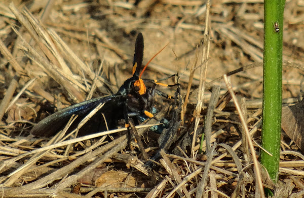 African Peach Moth | Project Noah