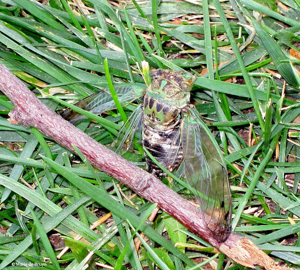 Eastern Scissor(s) Grinder Cicada | Project Noah