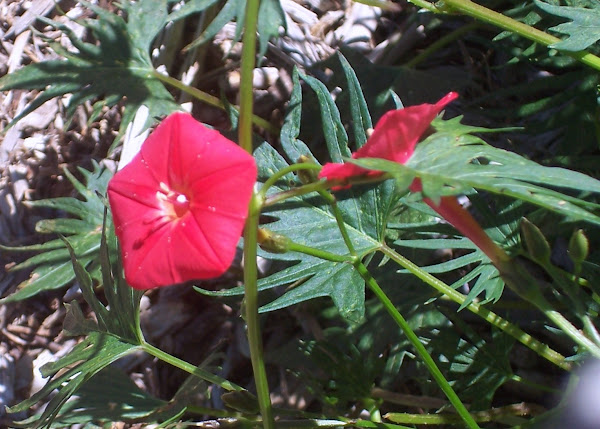 Cardinal Climber | Project Noah