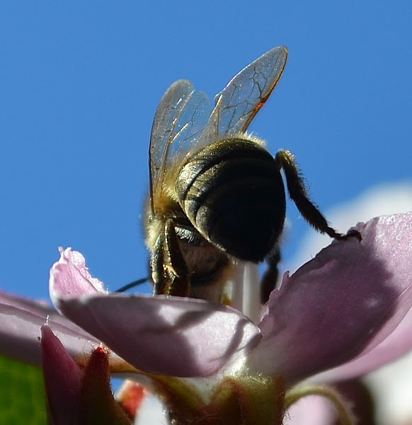 African bee | Project Noah