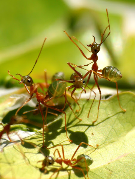 Green Tree Ant | Project Noah