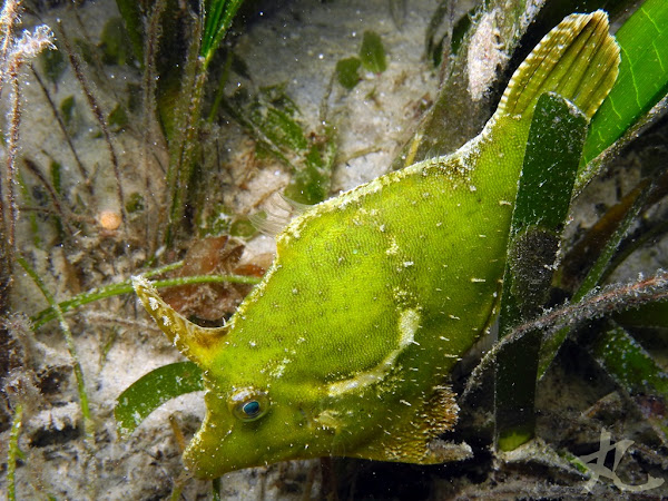 Seagrass Filefish | Project Noah