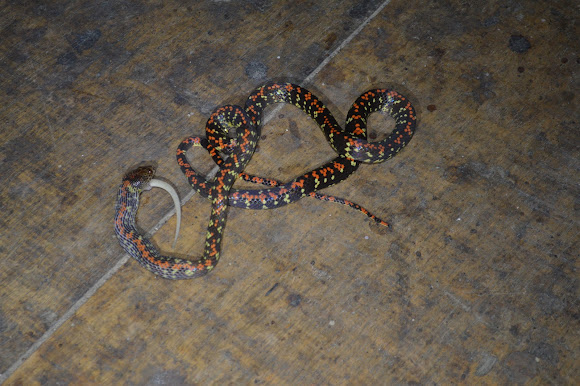 mimic coral snake | Project Noah