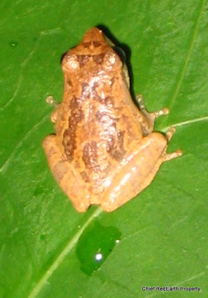 Indian Tree Frog, Chunam tree frog, Himalayan tree frog | Project Noah