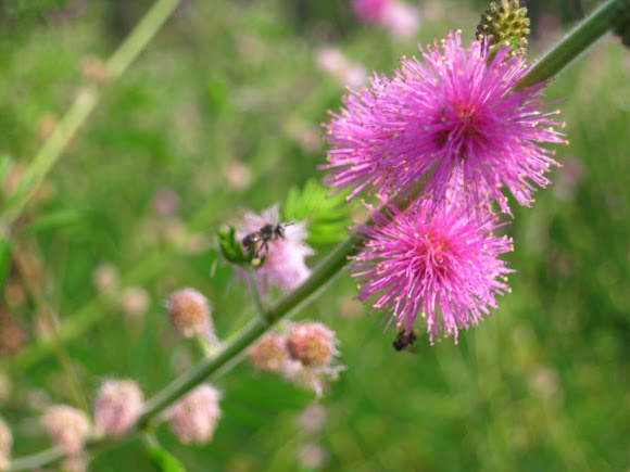 Sensitive Briar | Project Noah