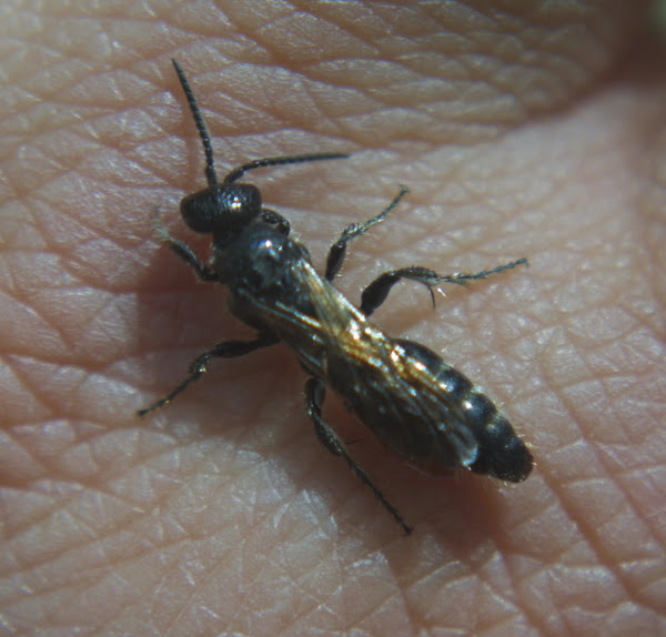 Tiphiid Wasp | Project Noah
