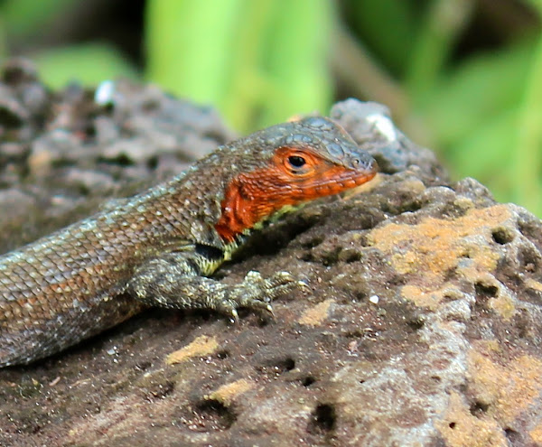 Santa Cruz Lava Lizard (female) | Project Noah