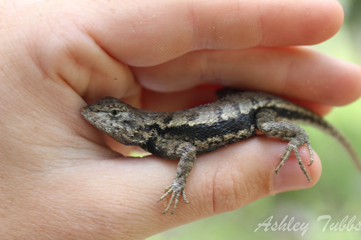 Fence Lizard | Project Noah