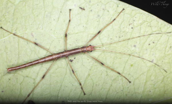 Stick Insect | Project Noah