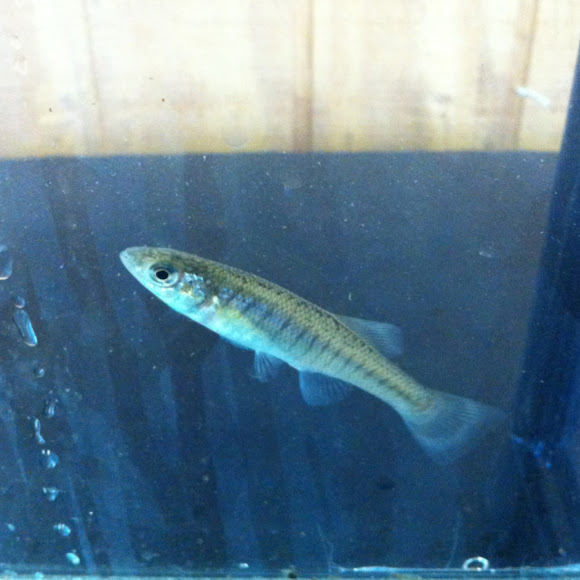 Banded Killifish | Project Noah