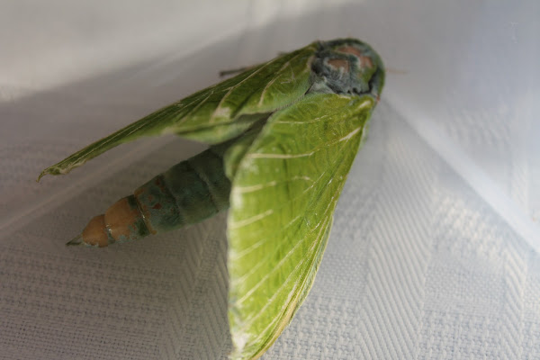 Puriri Moth | Project Noah