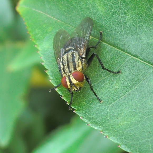 Yellow Flesh Fly | Project Noah
