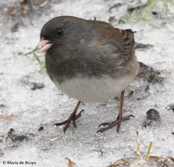 Dark-eyed junco | Project Noah