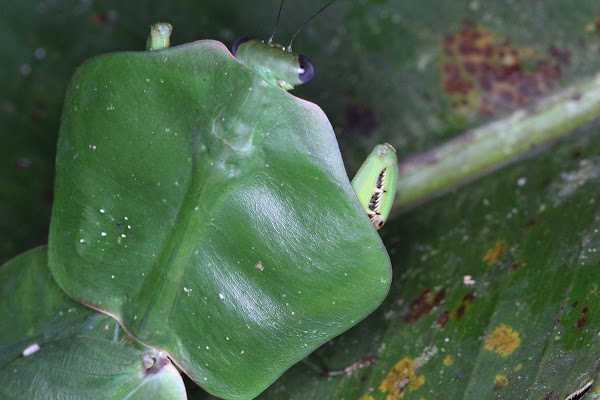 Hooded Mantis | Project Noah