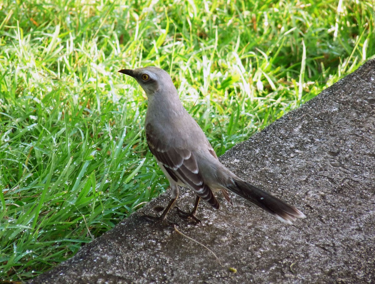 Tropical Mockingbird - Sinsonte Tropical | Project Noah