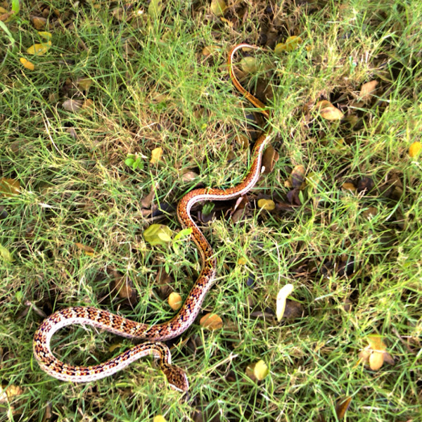 Sabanera | Project Noah