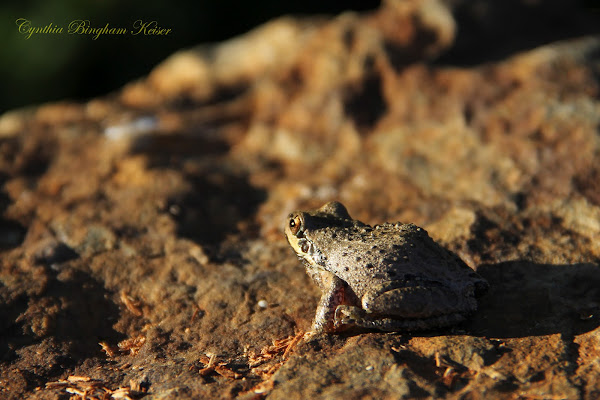 Baja California Tree Frog | Project Noah